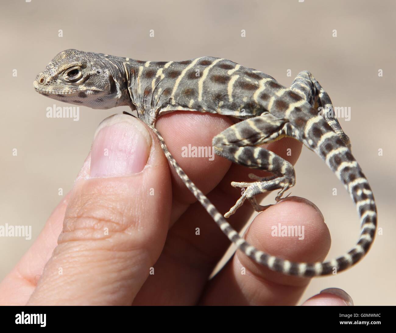Blunt nosed leopard lizard gambelia sila hi-res stock photography and ...