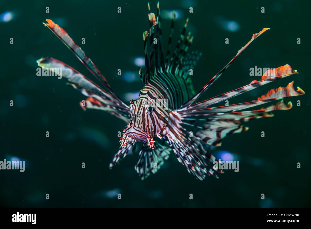 Marine life lionfish hi-res stock photography and images - Alamy