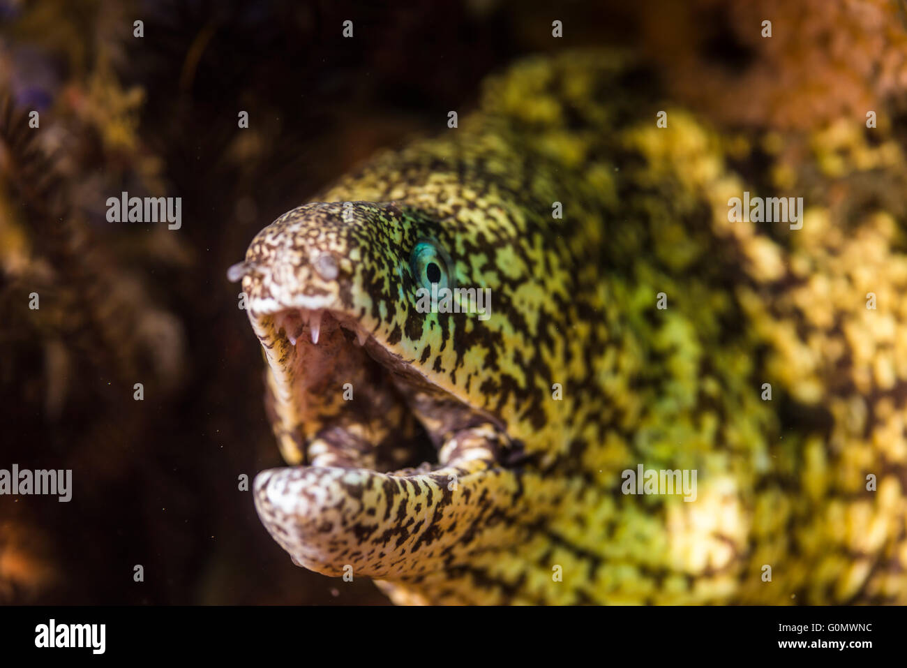 Kidako moray (Gymnothorax kidako Temminck & Schlegel, 1846) at Owase ...