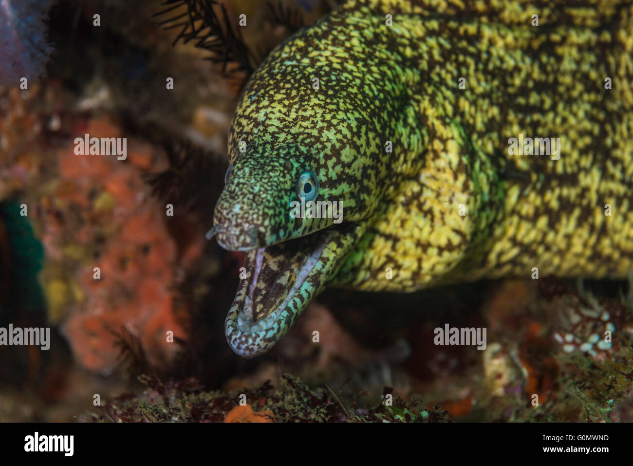 Kidako moray, Gymnothorax kidako (Temminck & Schlegel, 1846). At Owase ...