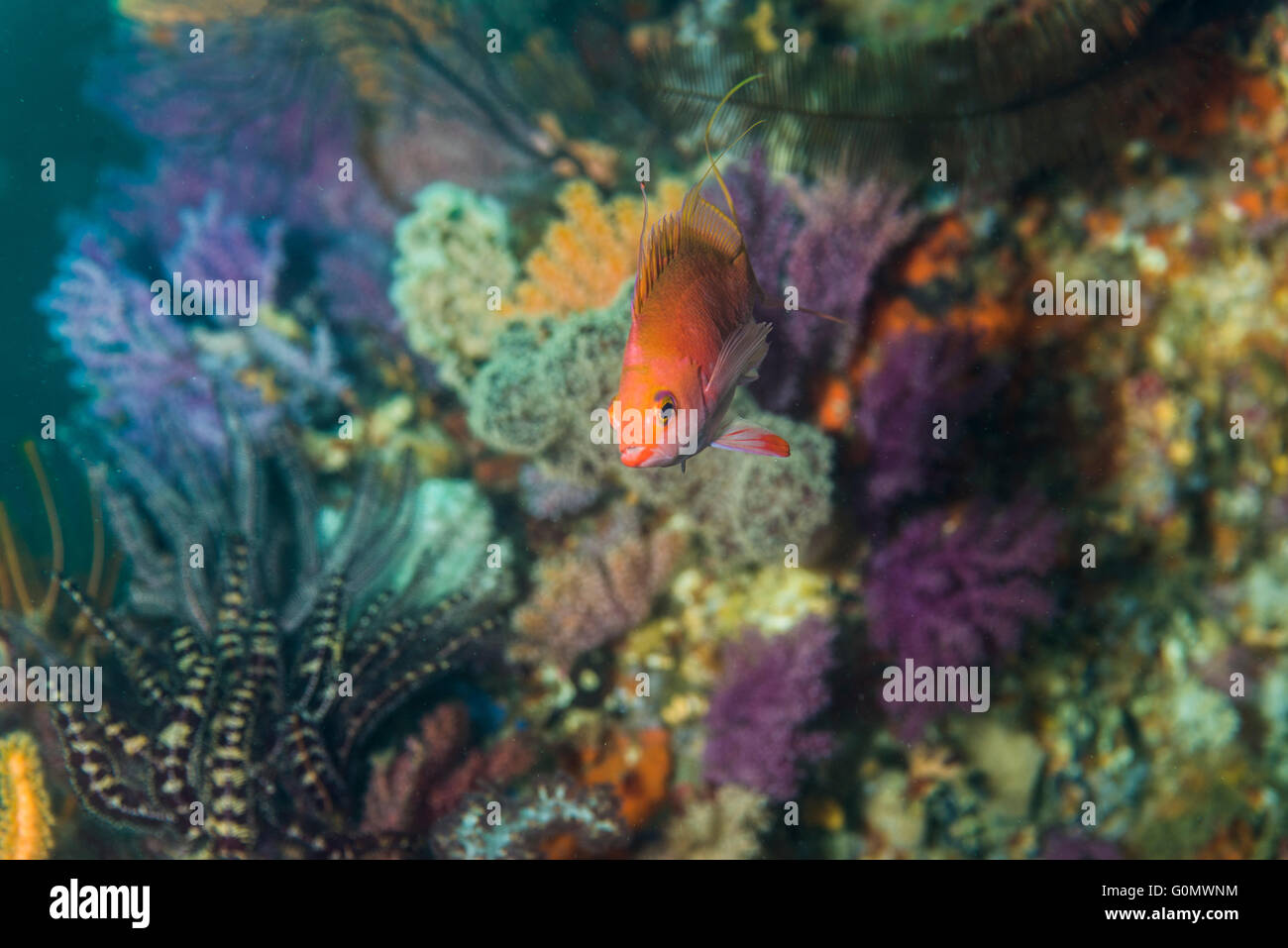 Cherry bass. Scientific name : Sacura margaritacea. swimming at ...