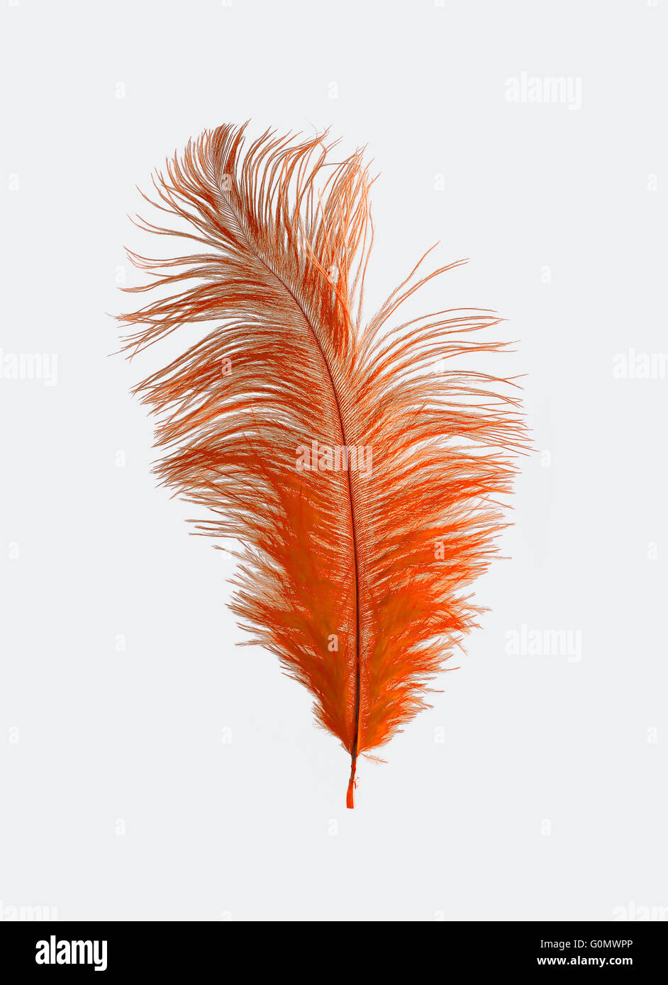 Ostrich feather light hi-res stock photography and images - Alamy