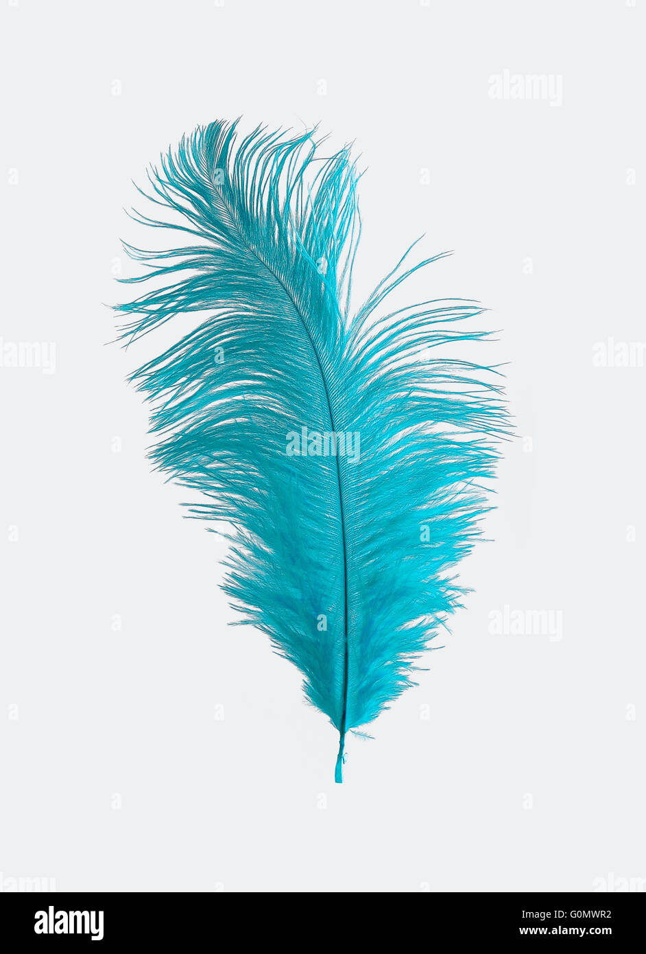 Light Blue Ostrich Feather Isolated Stock Photo - Alamy