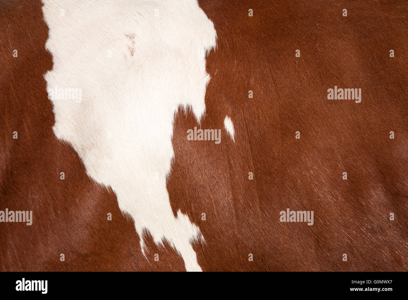 hide of red and white cow Stock Photo - Alamy