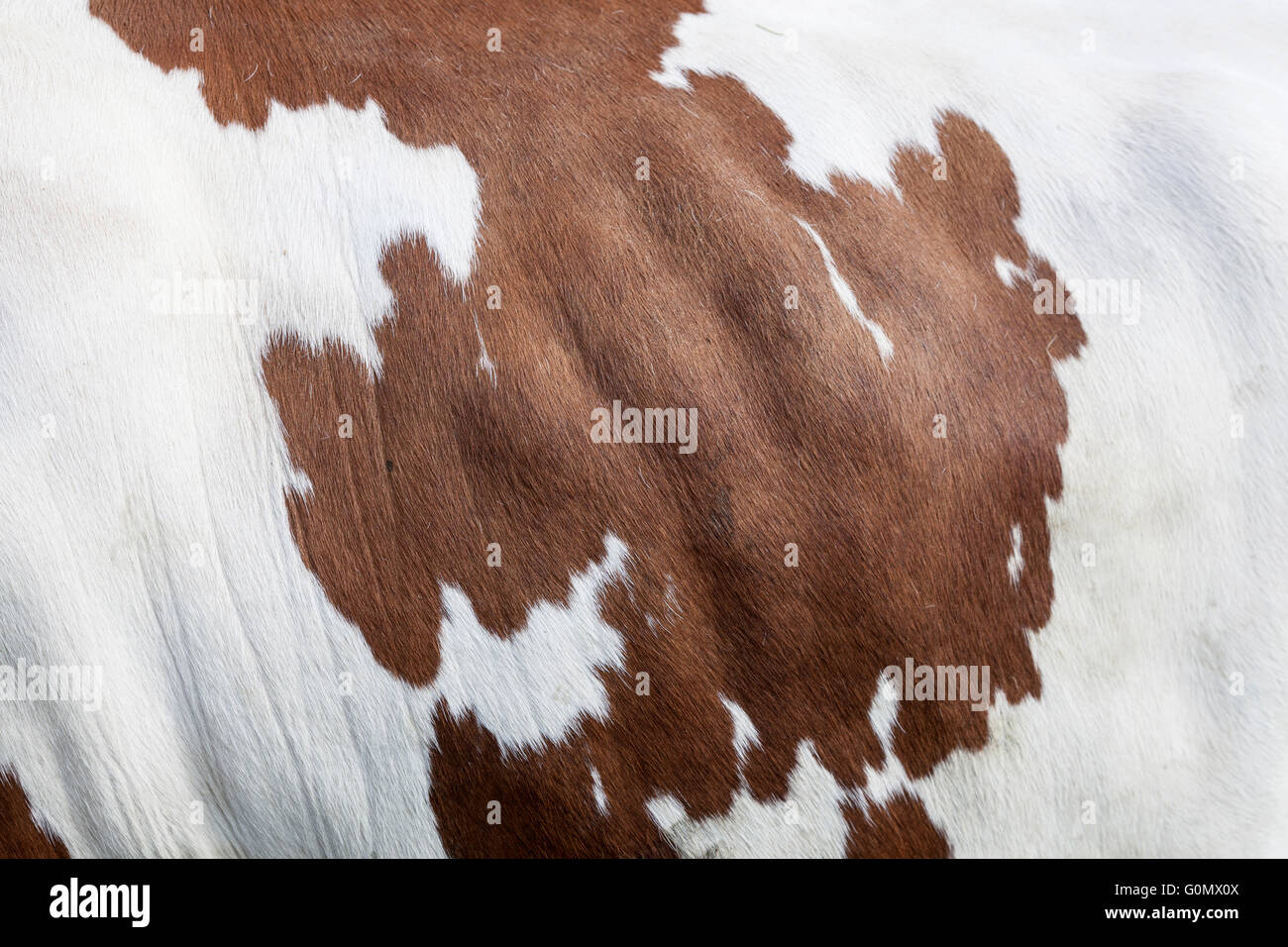 Red spotted cow hi-res stock photography and images - Alamy