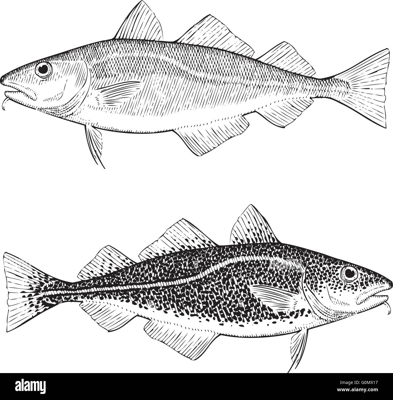 Atlantic Cod Drawing High Resolution Stock Photography and Images - Alamy