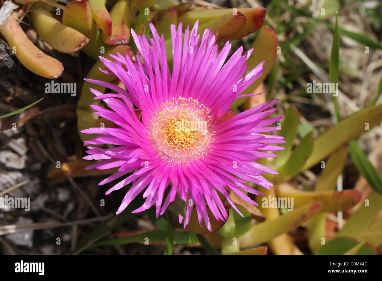 Fig wasp flower hi-res stock photography and images - Alamy