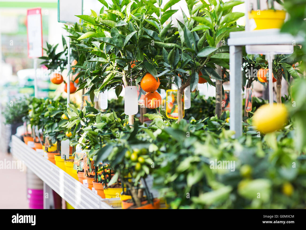 Citrus seedling hi-res stock photography and images - Alamy