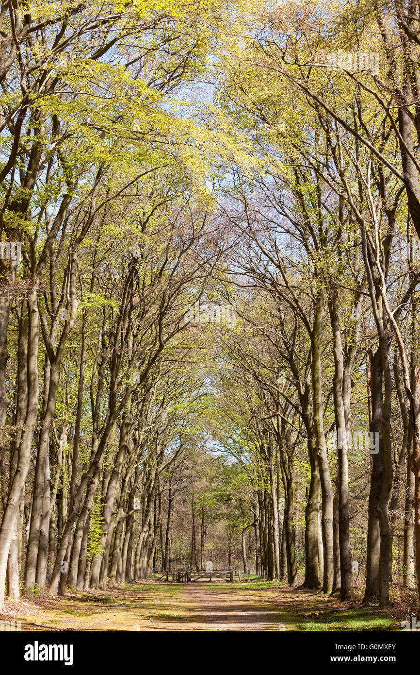 Forest path with beech trees hi-res stock photography and images - Alamy