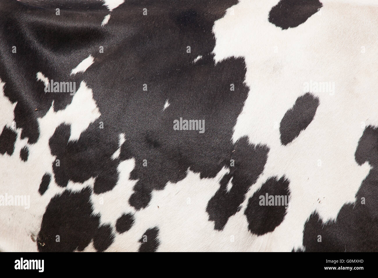 pattern of black spots on white cow Stock Photo - Alamy