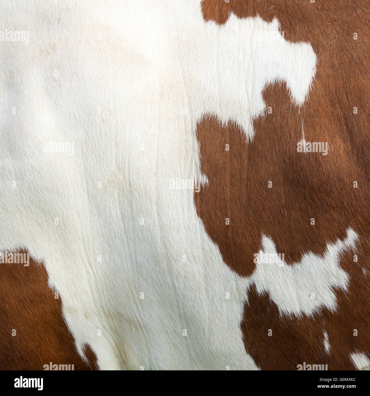 Red spotted cow hi-res stock photography and images - Alamy