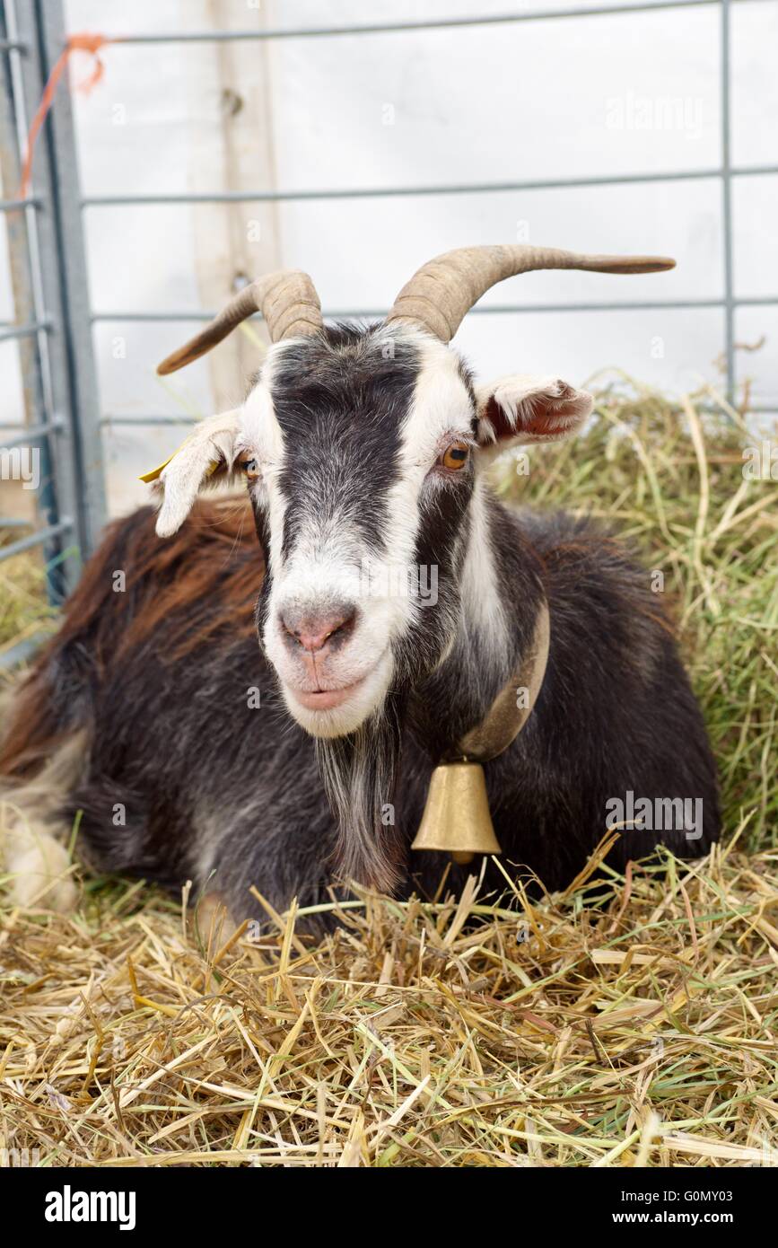 Woolly goat macro hi-res stock photography and images - Alamy