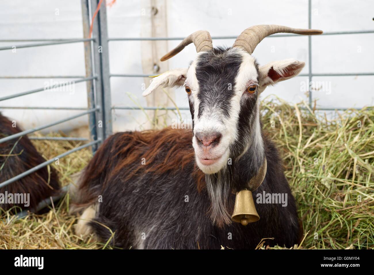 Woolly goat macro hi-res stock photography and images - Alamy