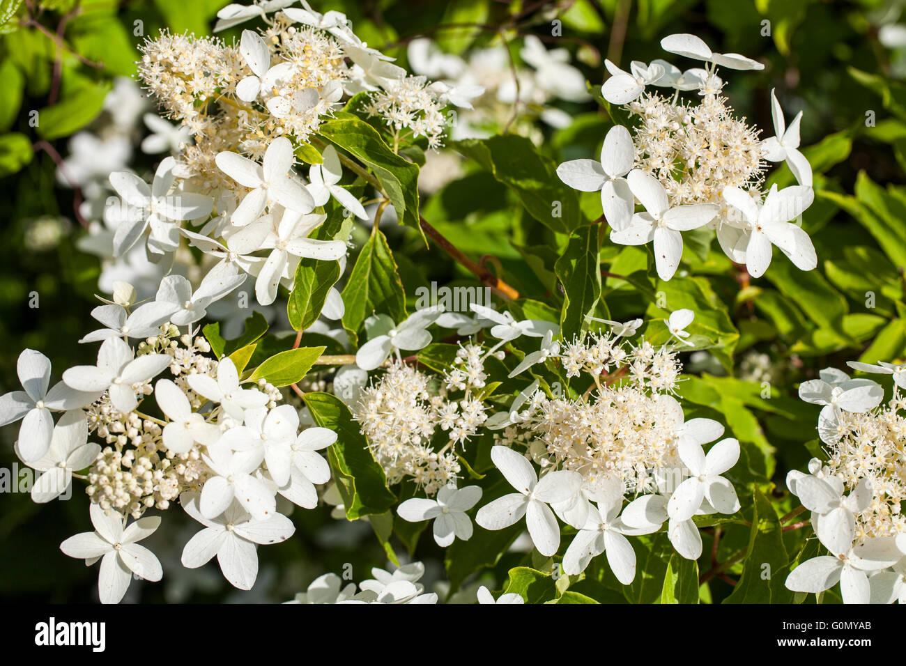 Hydrangea paniculata 'Praecox' Stock Photo - Alamy