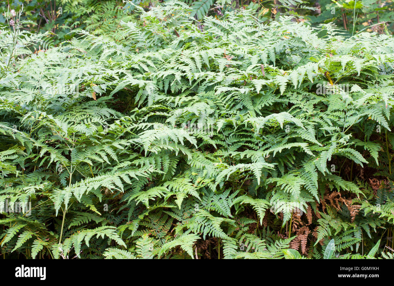 Common bracken (Pteridium aquilinum Stock Photo - Alamy