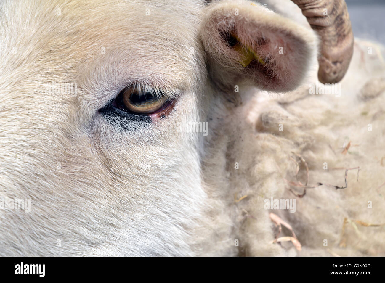 sheep close up Stock Photo - Alamy