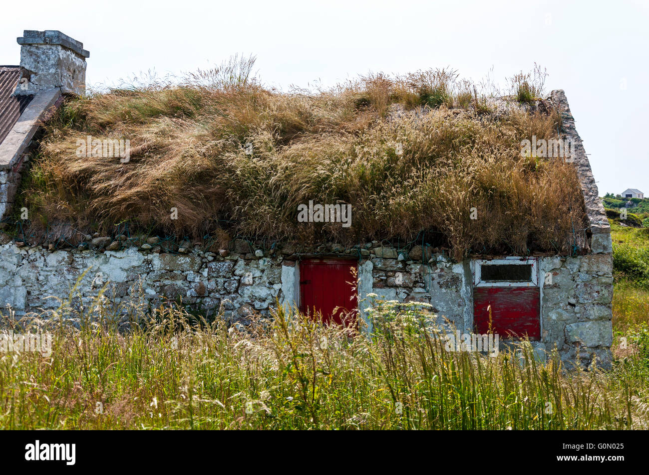 Overgrown thatched cottage in garden, Burtonport, County Donegal ...