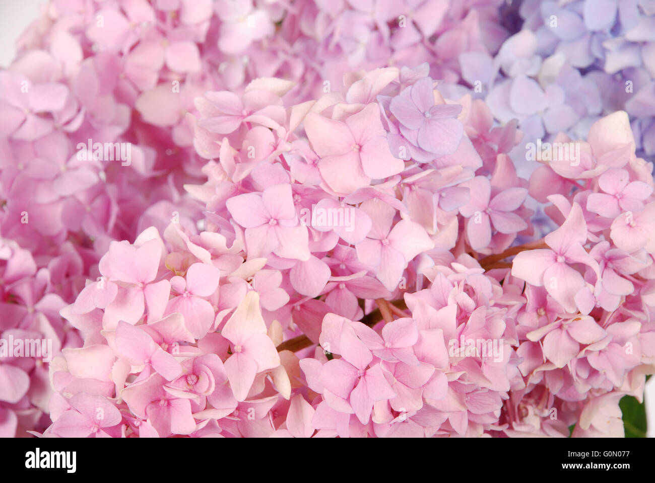Pink flowering hydrangeas close hi-res stock photography and images - Alamy