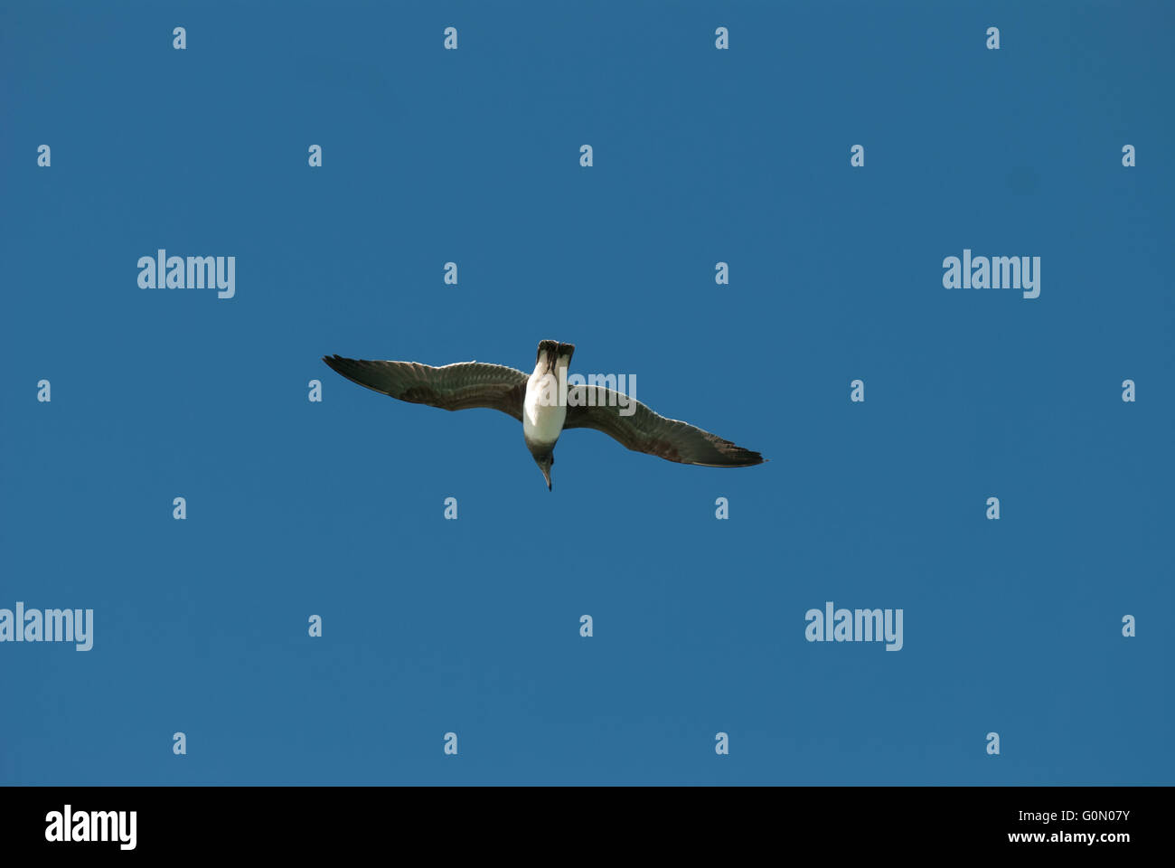 The bird flying in the blue sky Stock Photo - Alamy
