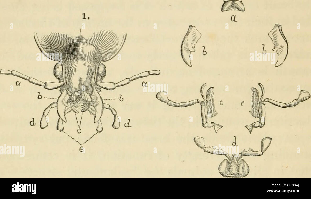 "Elements of entomology: an outline of the natural history and ...