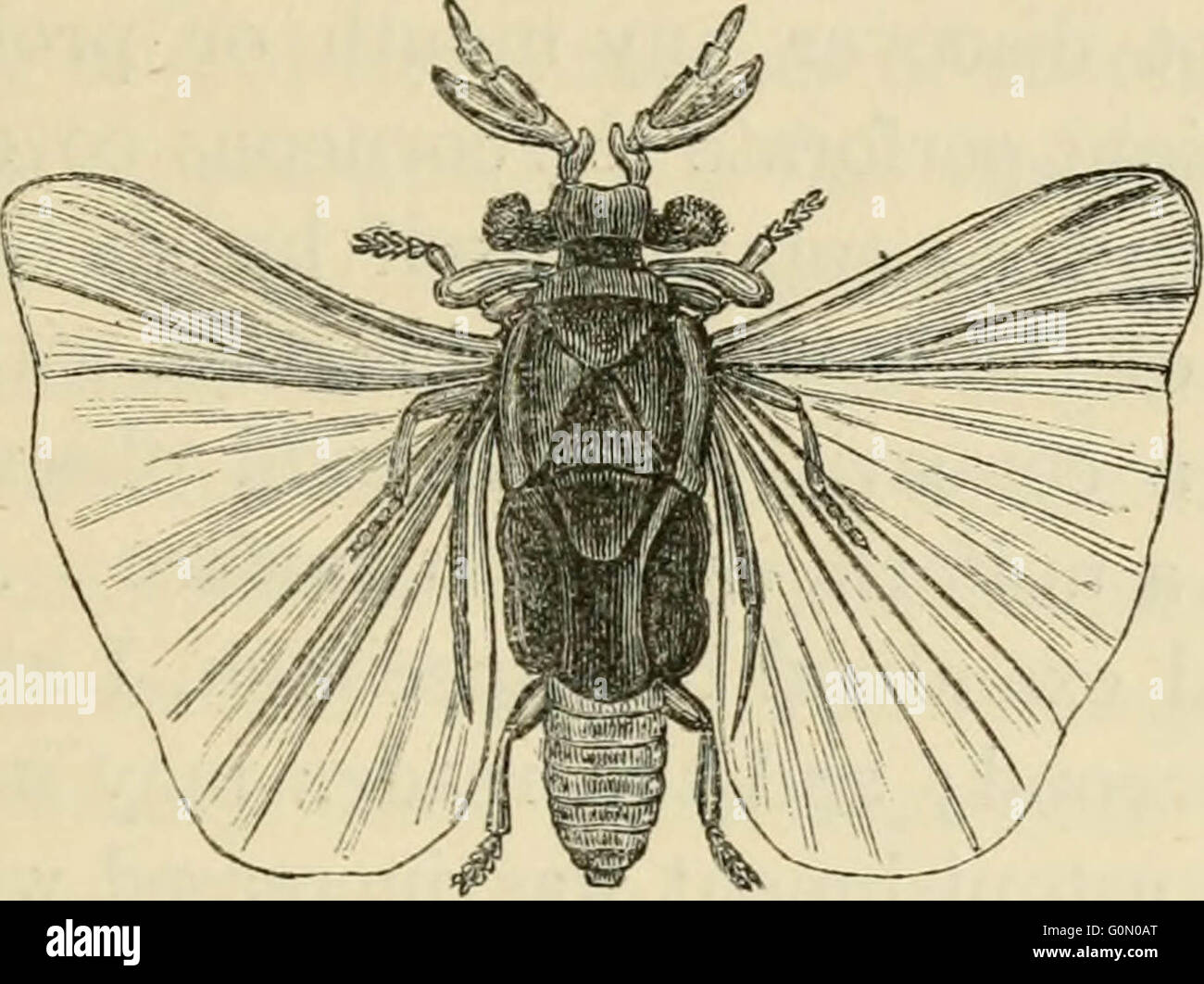 "Elements of entomology: an outline of the natural history and ...