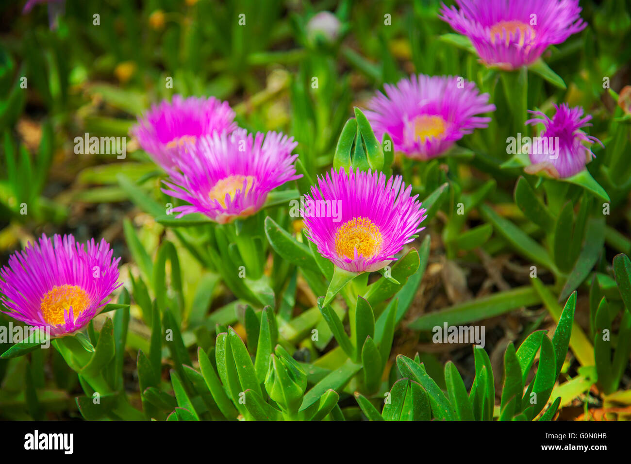 Image of a sea fig or ice plant, the Carpobrotus edulis Stock Photo - Alamy