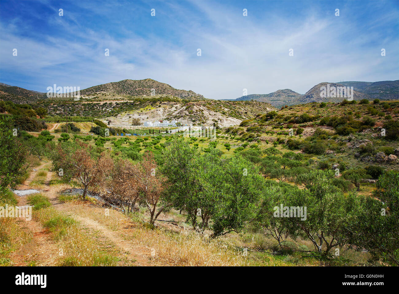 Image of olive grove in the hills of Crete, Greece Stock Photo - Alamy