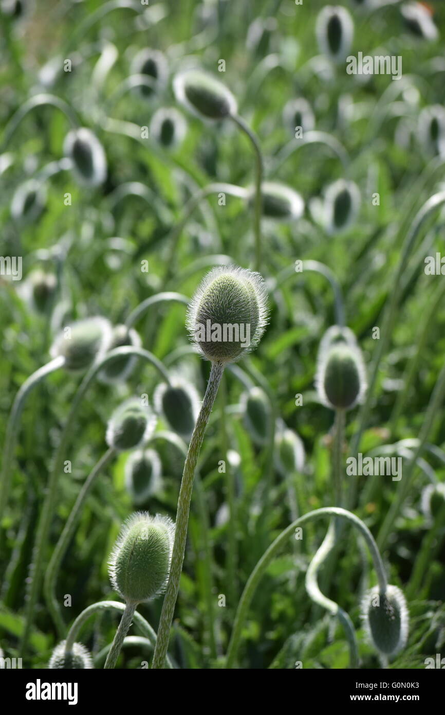 Poppy seed pods hi-res stock photography and images - Alamy