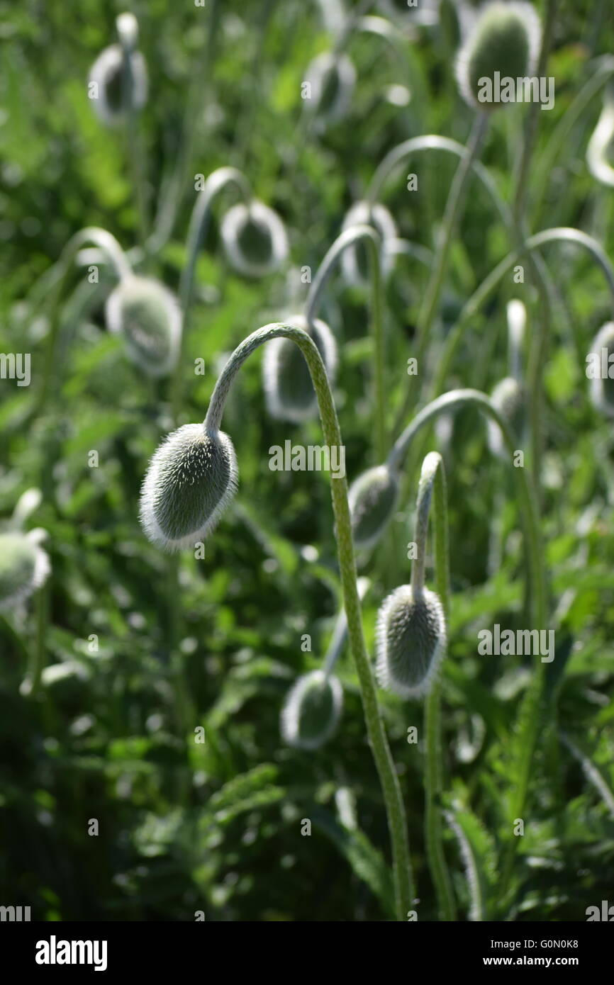 Flower Pods