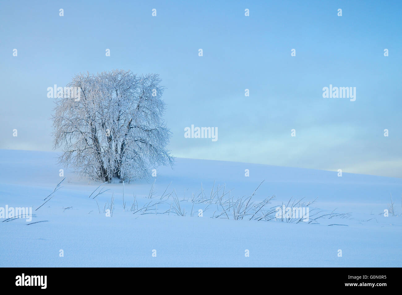 Winter willow tree hi-res stock photography and images - Alamy