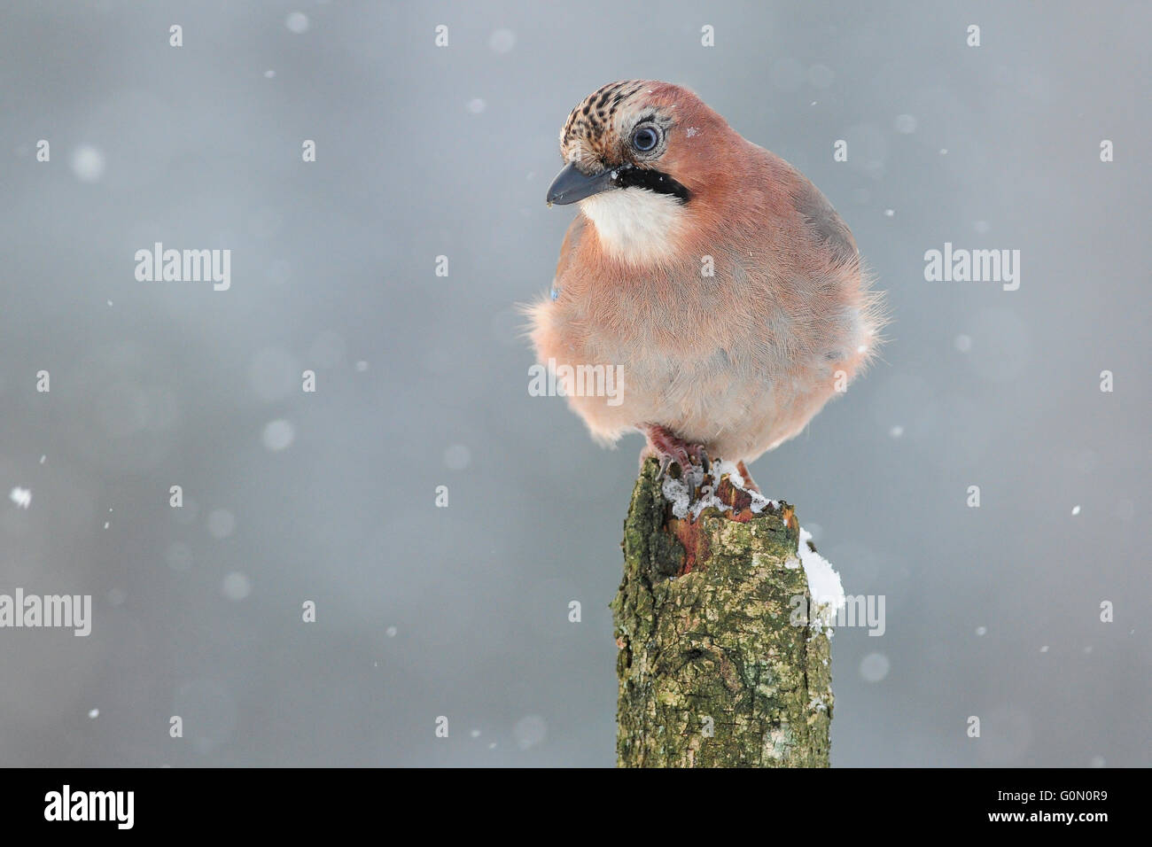 Eurasian jay sitting on hi-res stock photography and images - Alamy