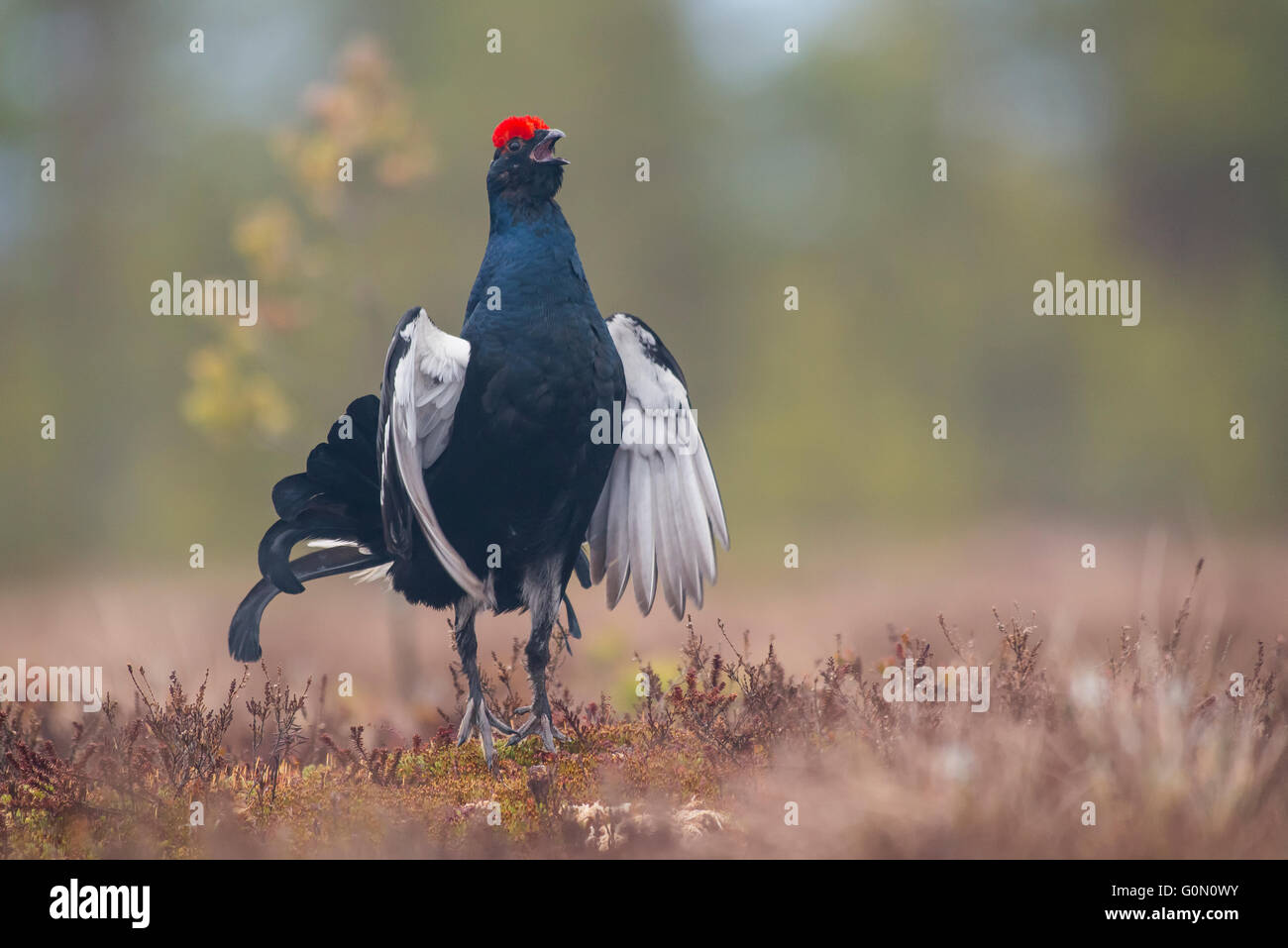 Black Grouse lekking Stock Photo - Alamy