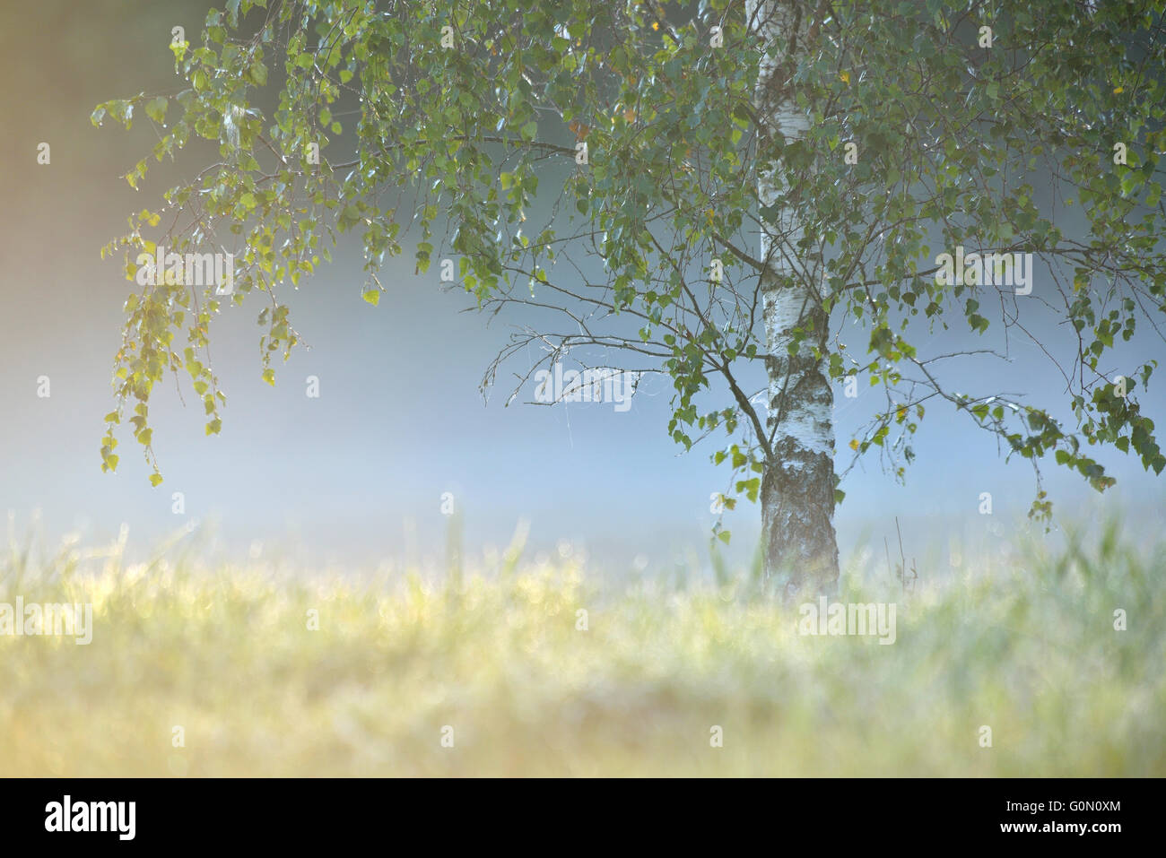 Birch tree in the mist Stock Photo - Alamy