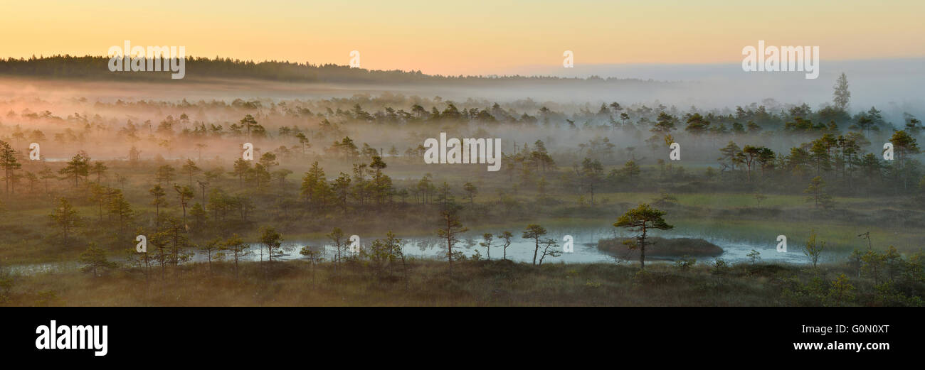 Morning light swamp hi-res stock photography and images - Alamy