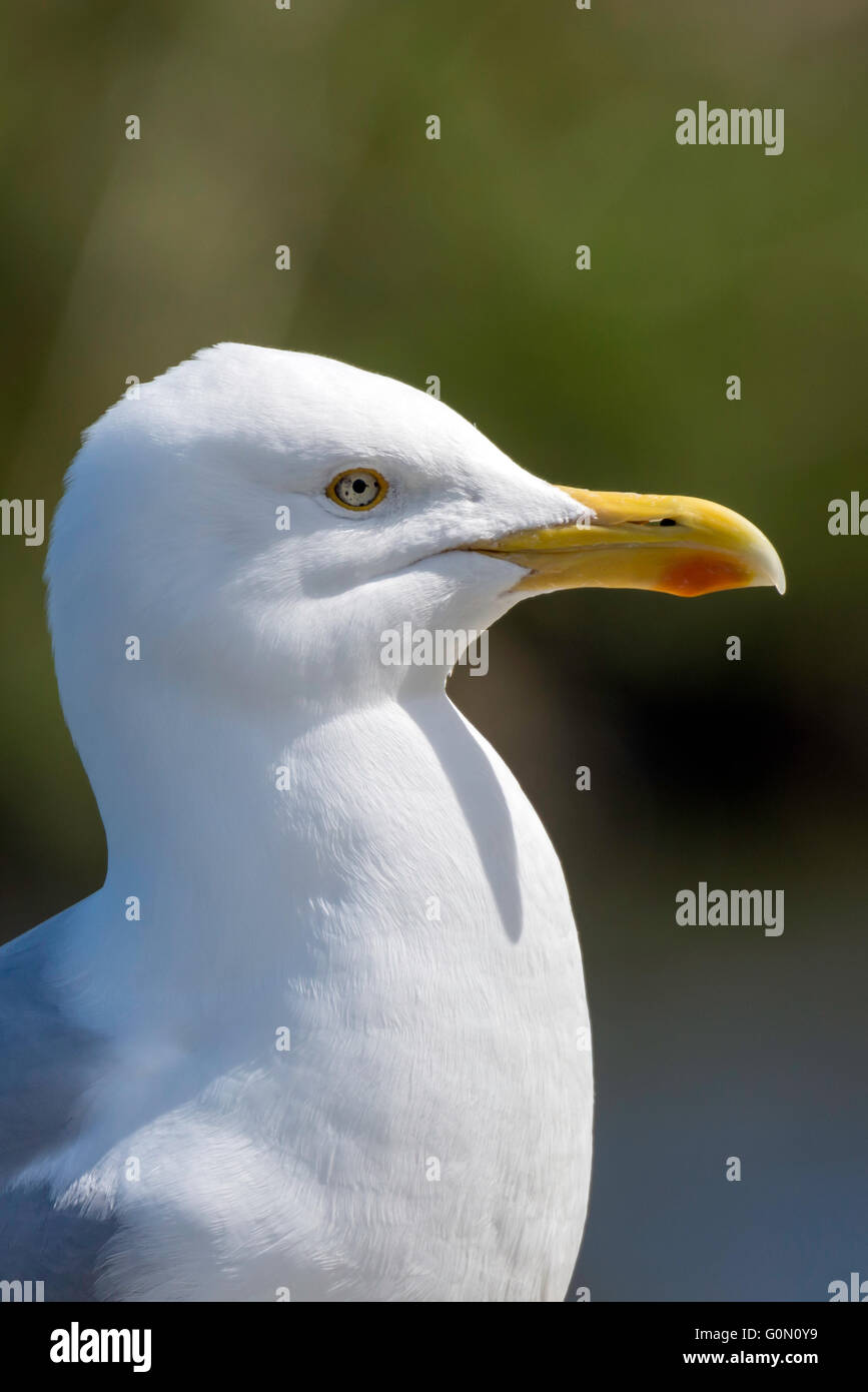 Gull wales hi-res stock photography and images - Alamy