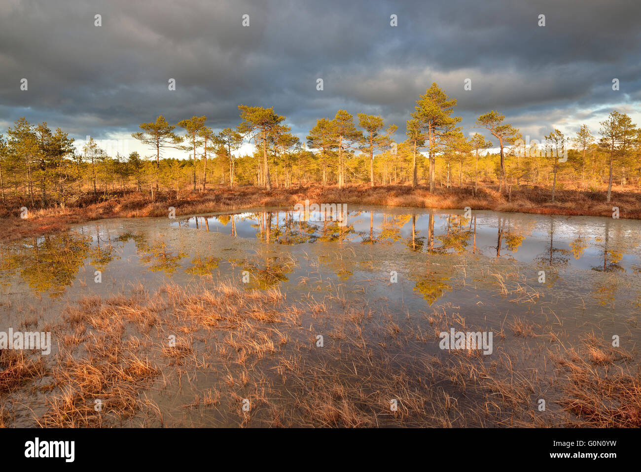 Evening light on the bog pool Stock Photo - Alamy