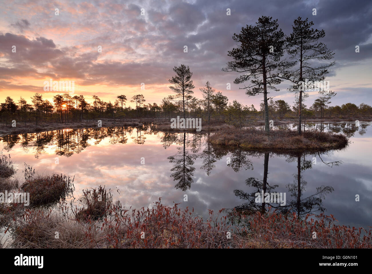 Sunrise in the swamp Stock Photo - Alamy
