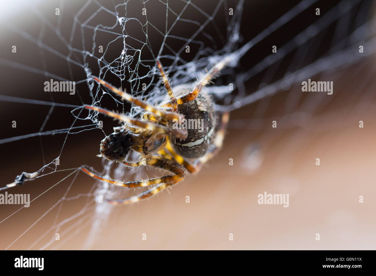 Spider in web Stock Photo - Alamy