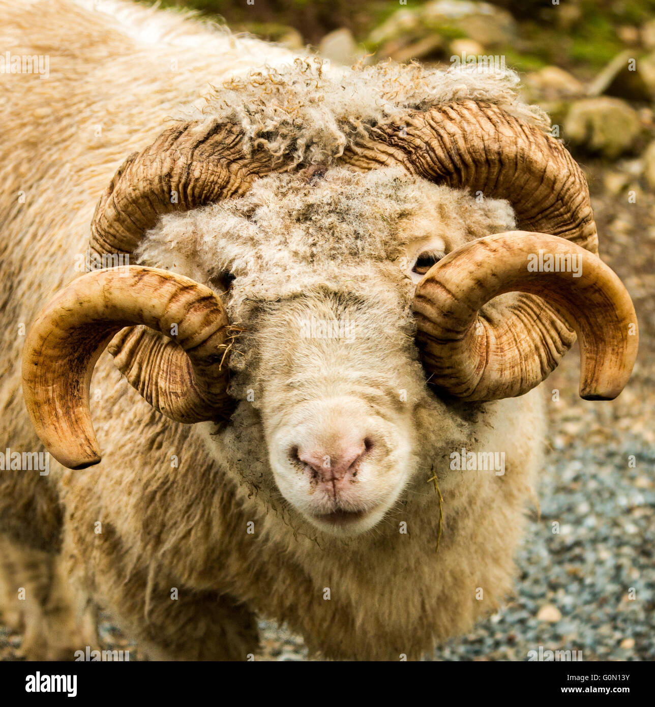 New Zealand sheep with a pair of very big horns Stock Photo - Alamy
