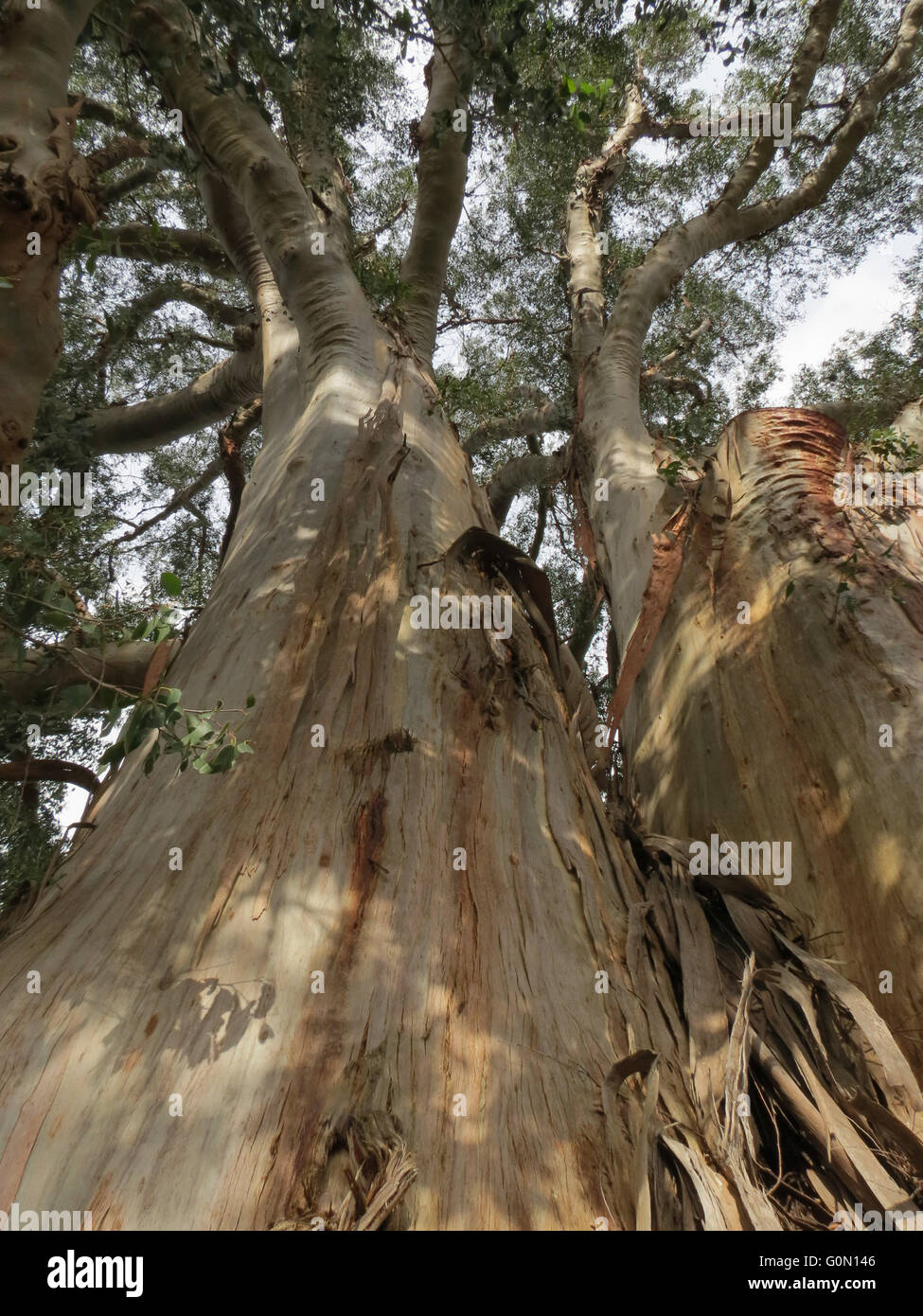 looking upwards at a very large gum tree Stock Photo - Alamy