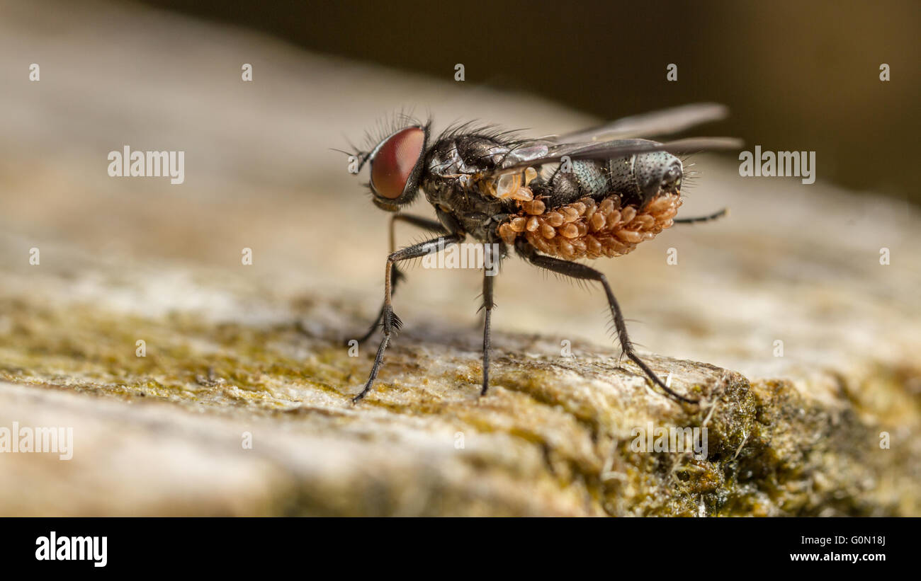 Fannia manicata fly with infestation of mites Stock Photo - Alamy