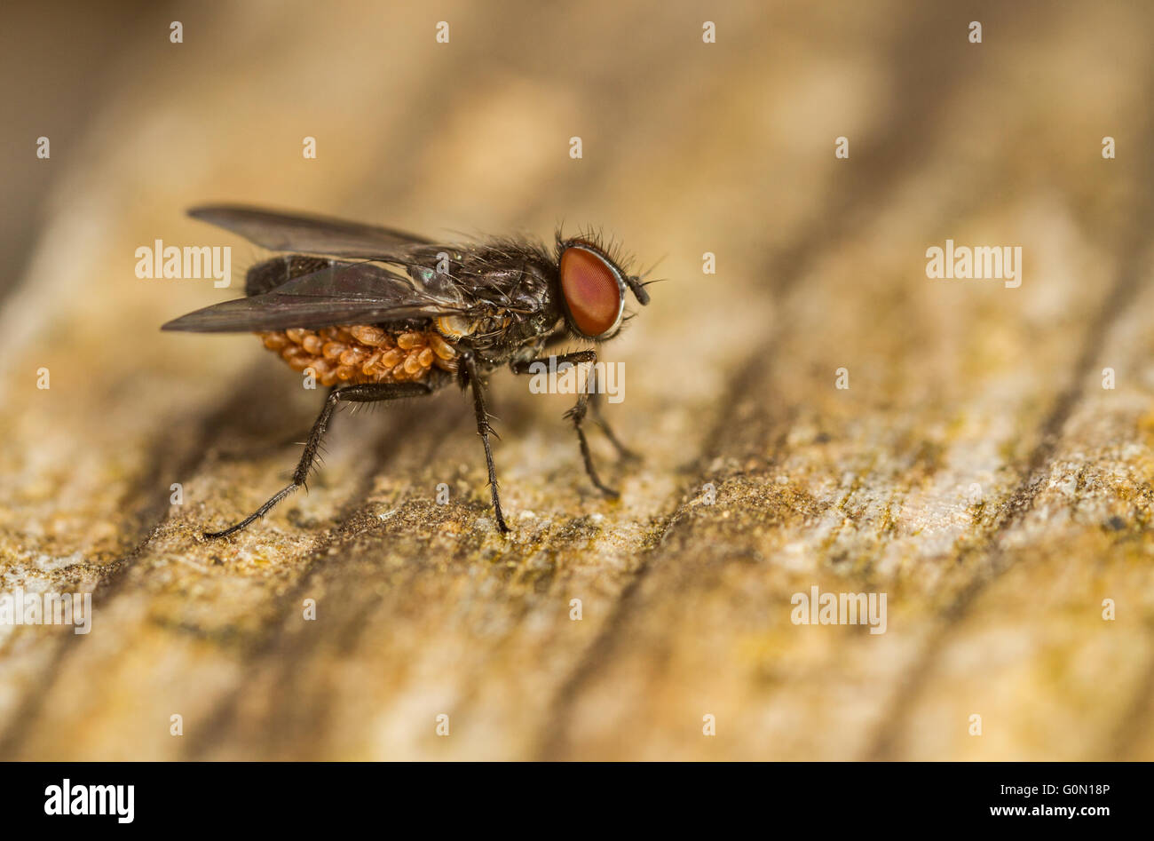 Mites hi-res stock photography and images - Alamy