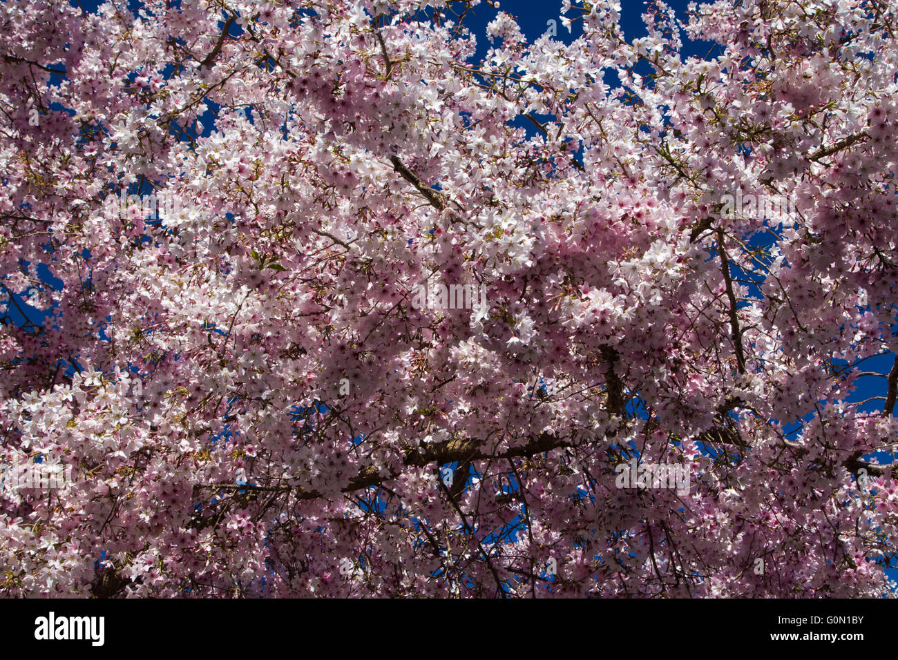 Wonder time is spring with the color of some cherry trees in flower ...