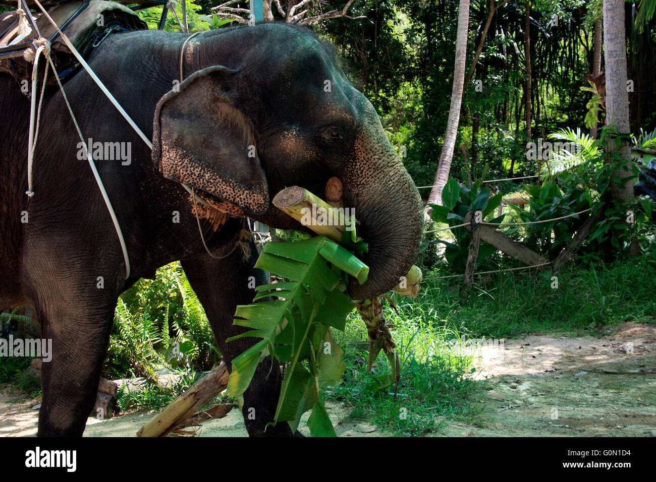 Portrait of asian elephant Stock Photo - Alamy