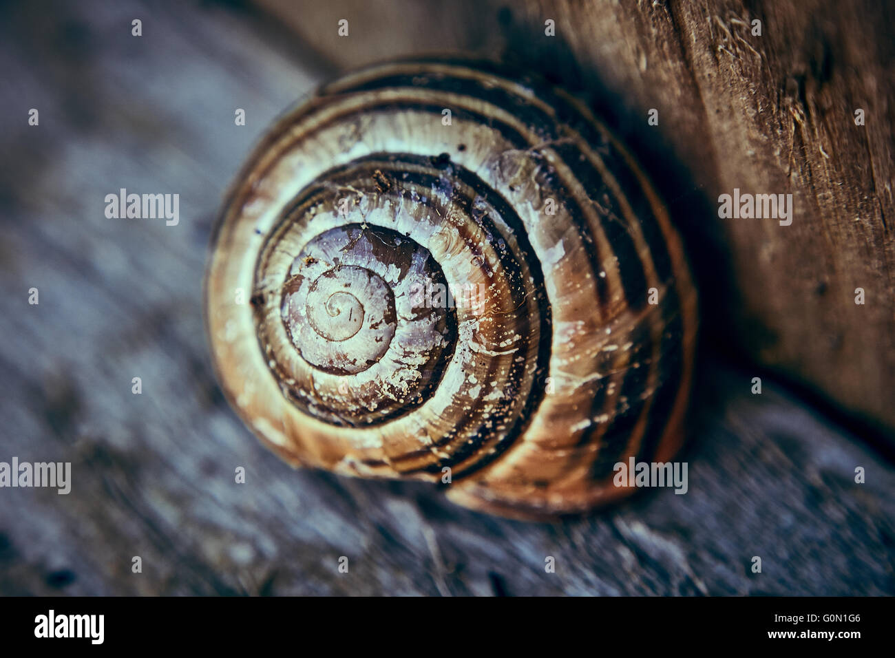 Gastropod shell spiral hi-res stock photography and images - Alamy