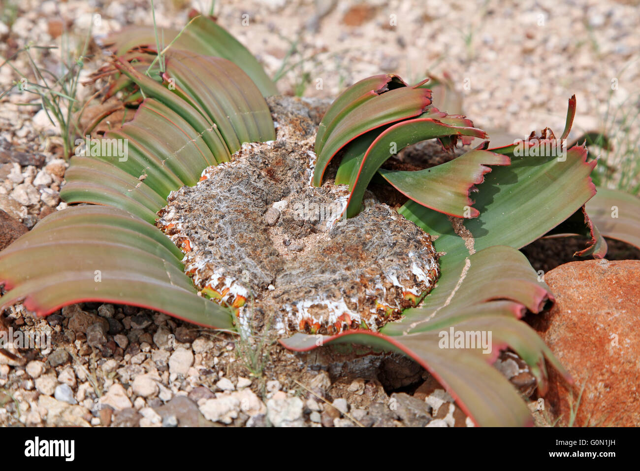 Welwitschia Mirabilis in the landscape of Namibia Stock Photo - Alamy