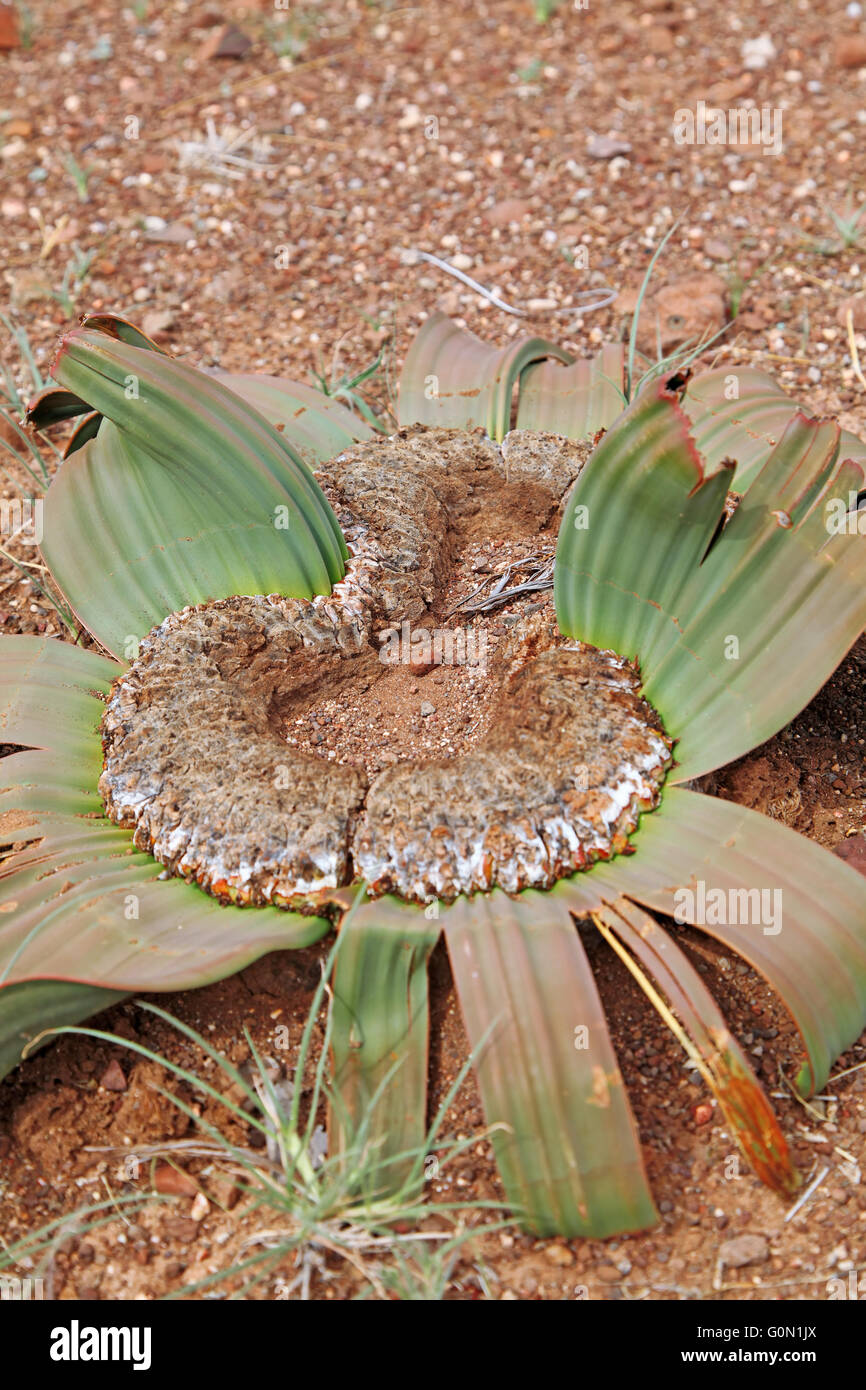 Welwitschia Mirabilis in the landscape of Namibia Stock Photo - Alamy