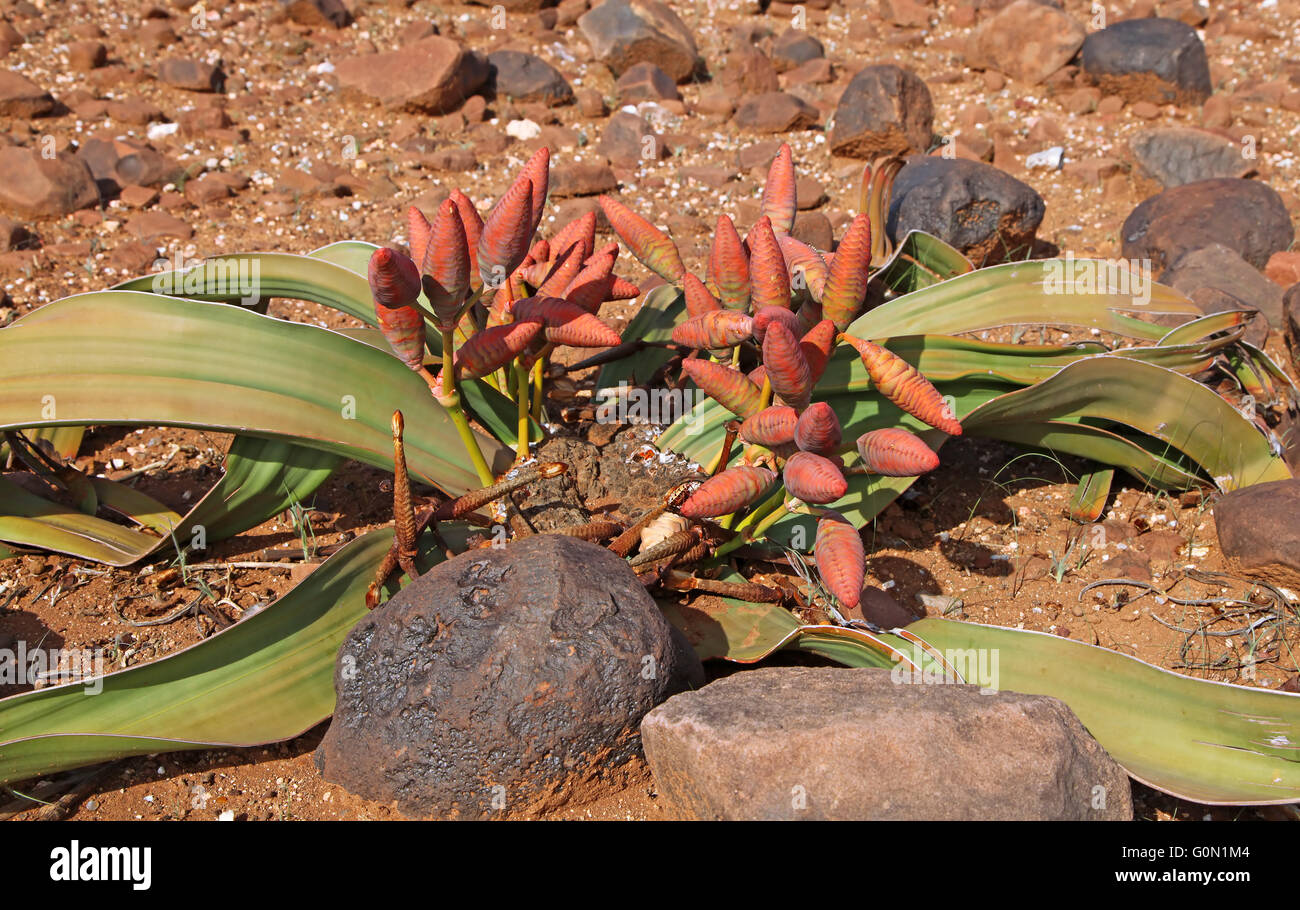 Welwitschia Mirabilis in the landscape of Namibia Stock Photo - Alamy