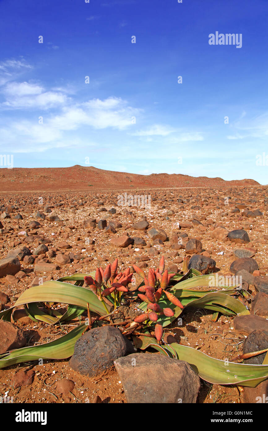 Welwitschia hi-res stock photography and images - Alamy