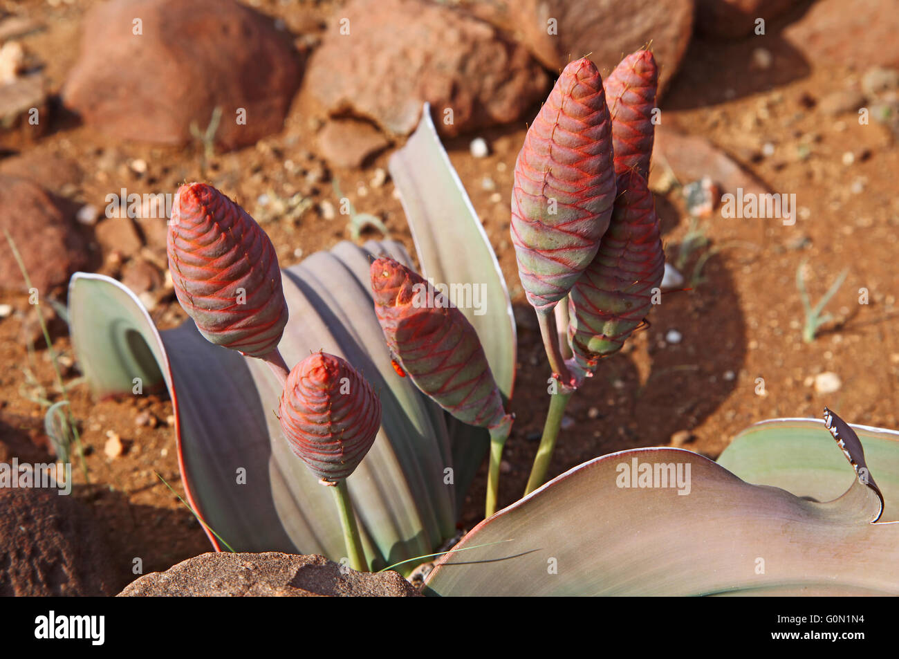 Welwitschia Mirabilis in the landscape of Namibia Stock Photo - Alamy